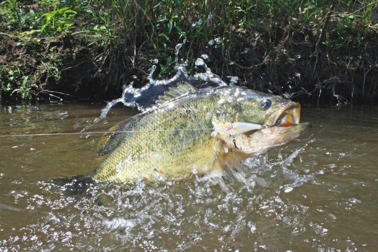 A Beginner's Guide to Bass Fishing - Overton's