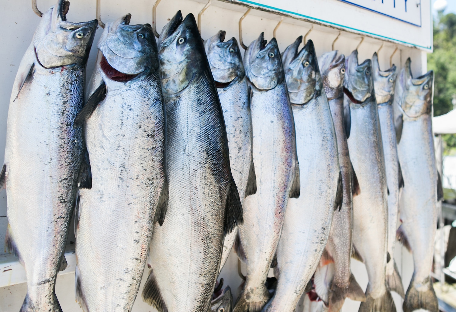 Fishing Lake Michigan in 2019: Everything You Need To Know