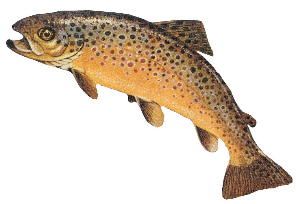 Spring Trout Fishing Guide: Tips For All Anglers