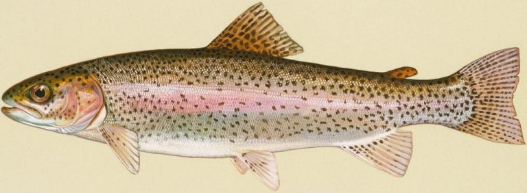 Spring Trout Fishing Guide: Tips For All Anglers